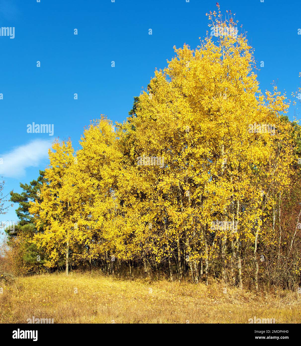 Quaking aspen tree garden hi-res stock photography and images - Alamy