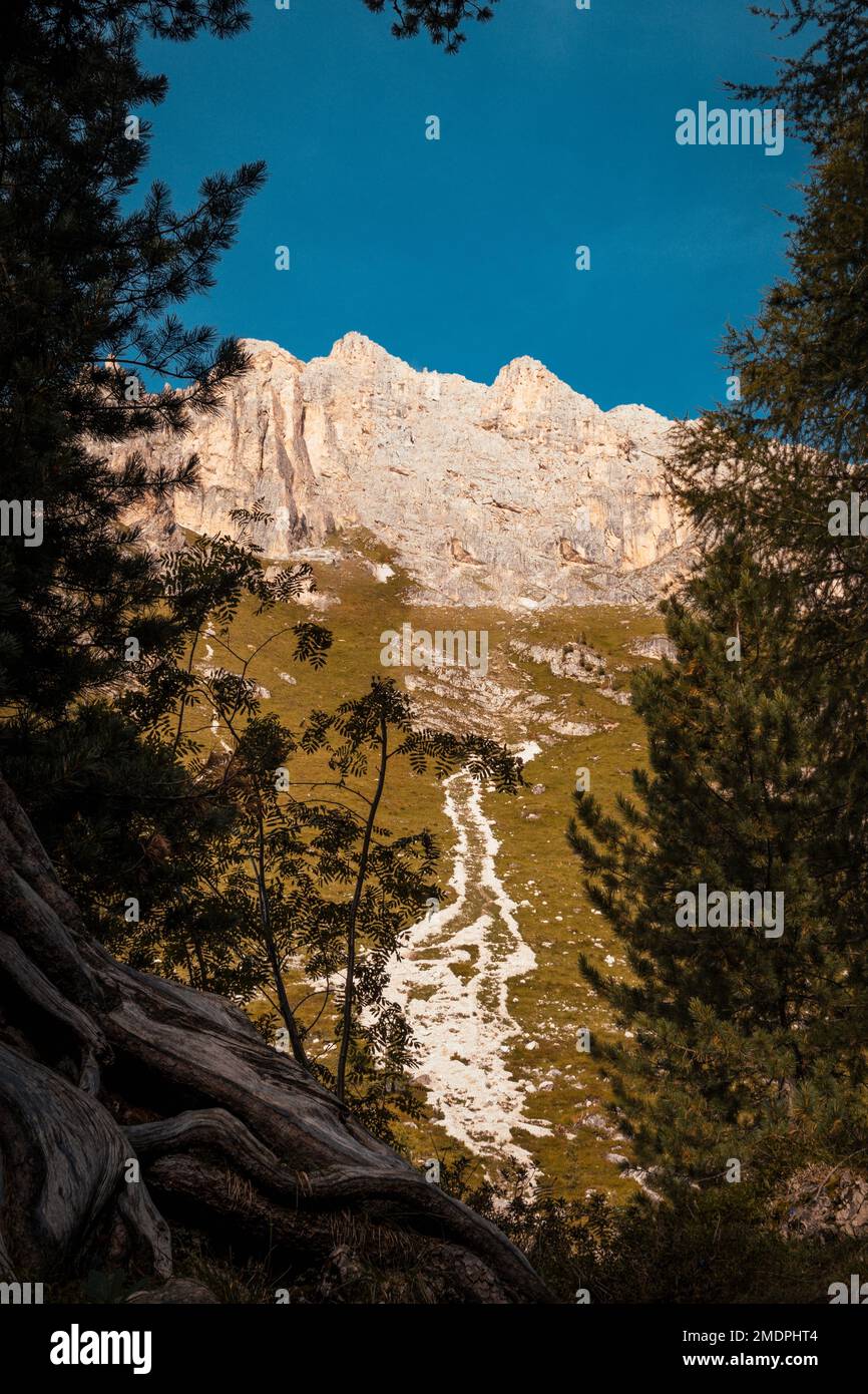 glimpse of mountains between roots and shrubs Stock Photo - Alamy