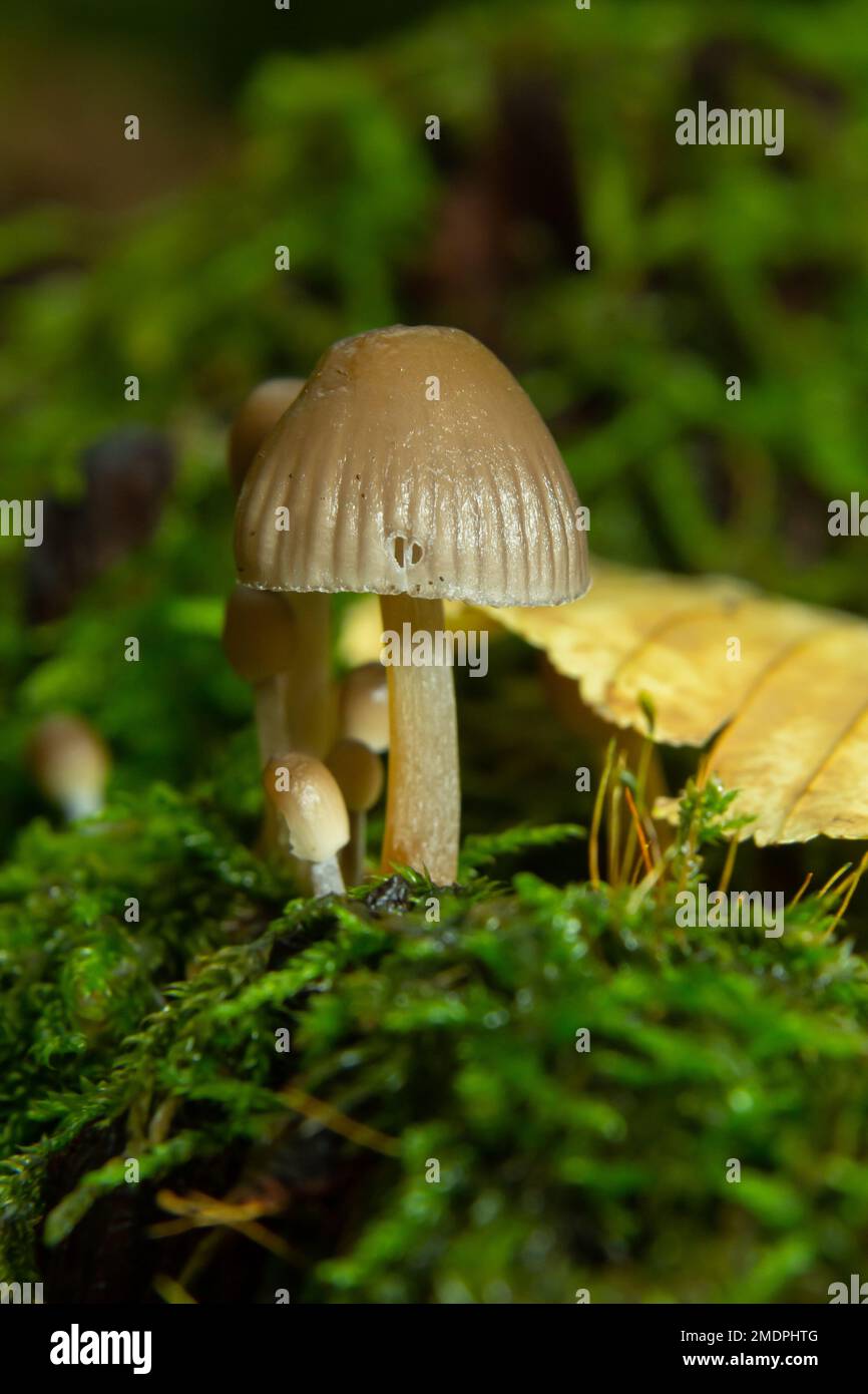 Clustered Bonnet Mycena inclinata growing on a mossy stump Stock Photo ...