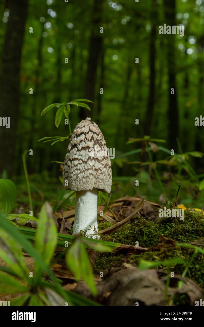 Coprinopsis picacea is a species of fungus in the family ...