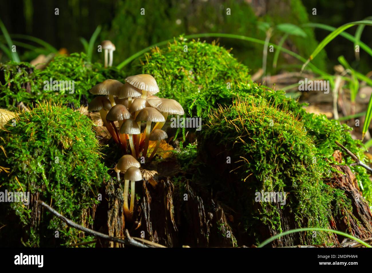 Clustered Bonnet Mycena inclinata growing on a mossy stump Stock Photo ...