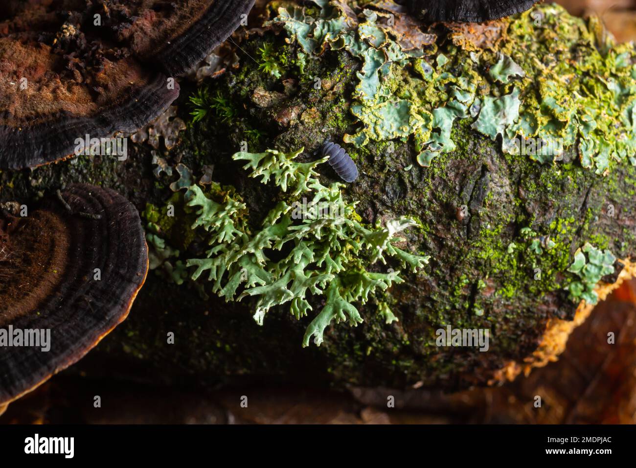 Lichen - Parmotrema reticulatum Growing on fallen log Stock Photo - Alamy