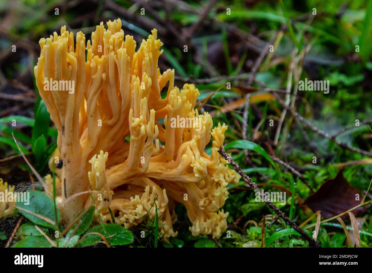 Closeup of Ramaria Flava, yellow coral mushrooms growing in the forest ...