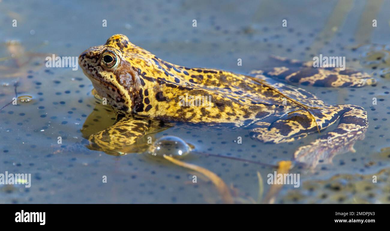 European Common brown Frog in latin Rana temporaria with eggs Stock ...