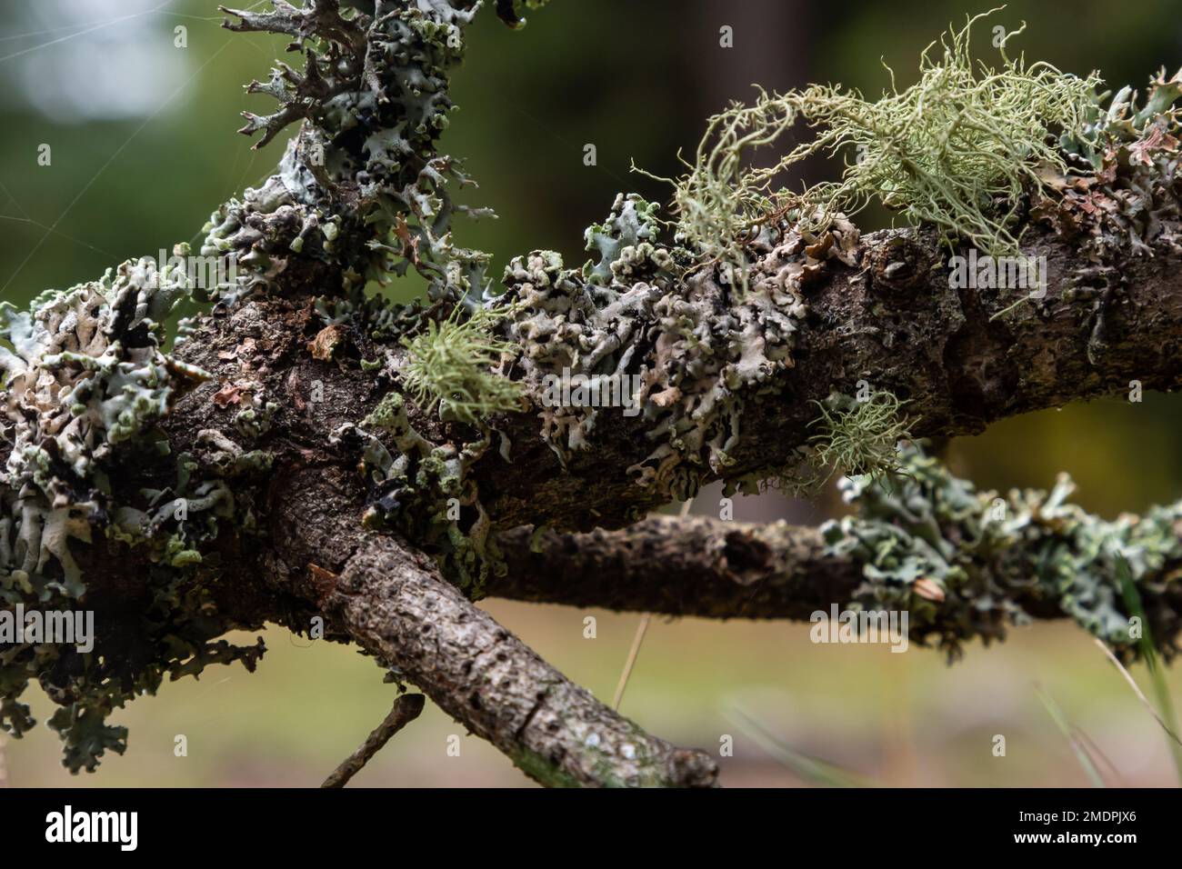 Closeup of lichen Usnea Filipendula and a parasite plant in a tree ...