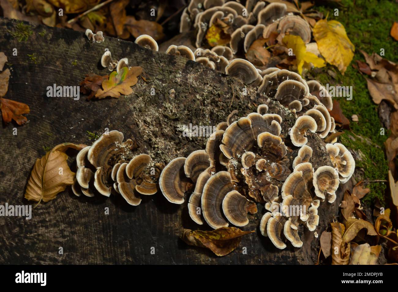 trametes versicolor, also known as coriolus versicolor and polyporus ...