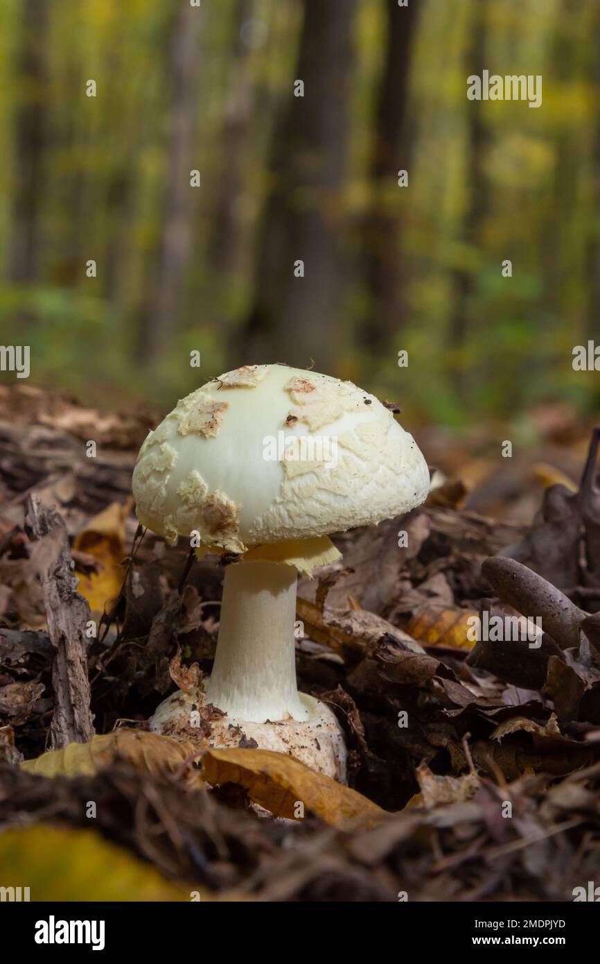 Inedible mushroom Amanita citrina in the forest. Known as false death ...