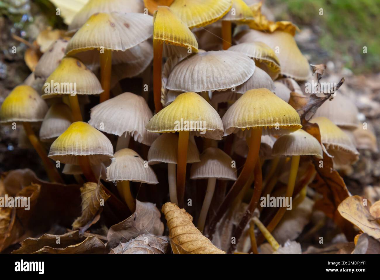 Clustered Bonnet Mycena inclinata growing on a mossy stump Stock Photo ...