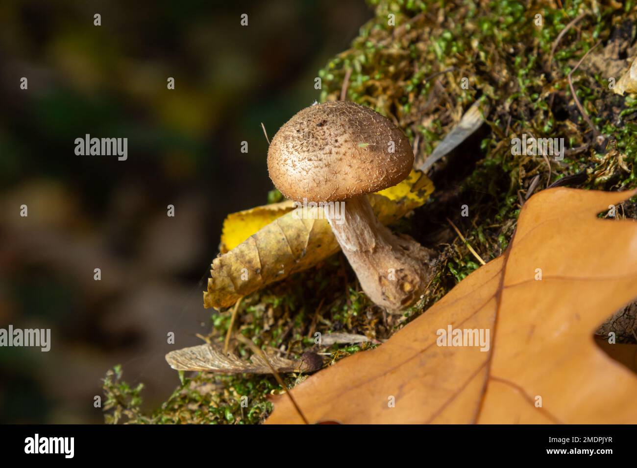 Armillaria mellea, commonly known as honey fungus - a basidiomycete ...