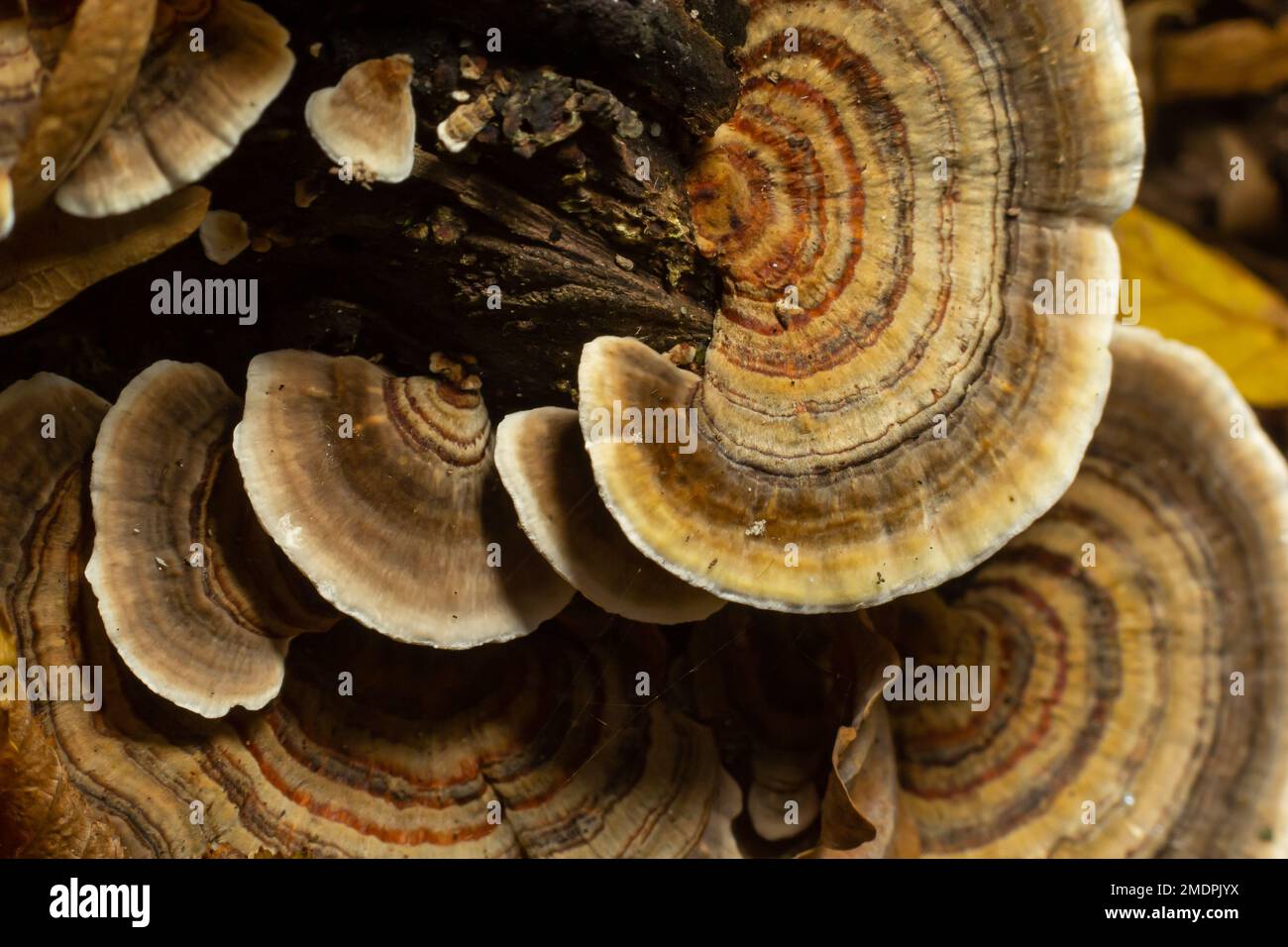 trametes versicolor, also known as coriolus versicolor and polyporus ...