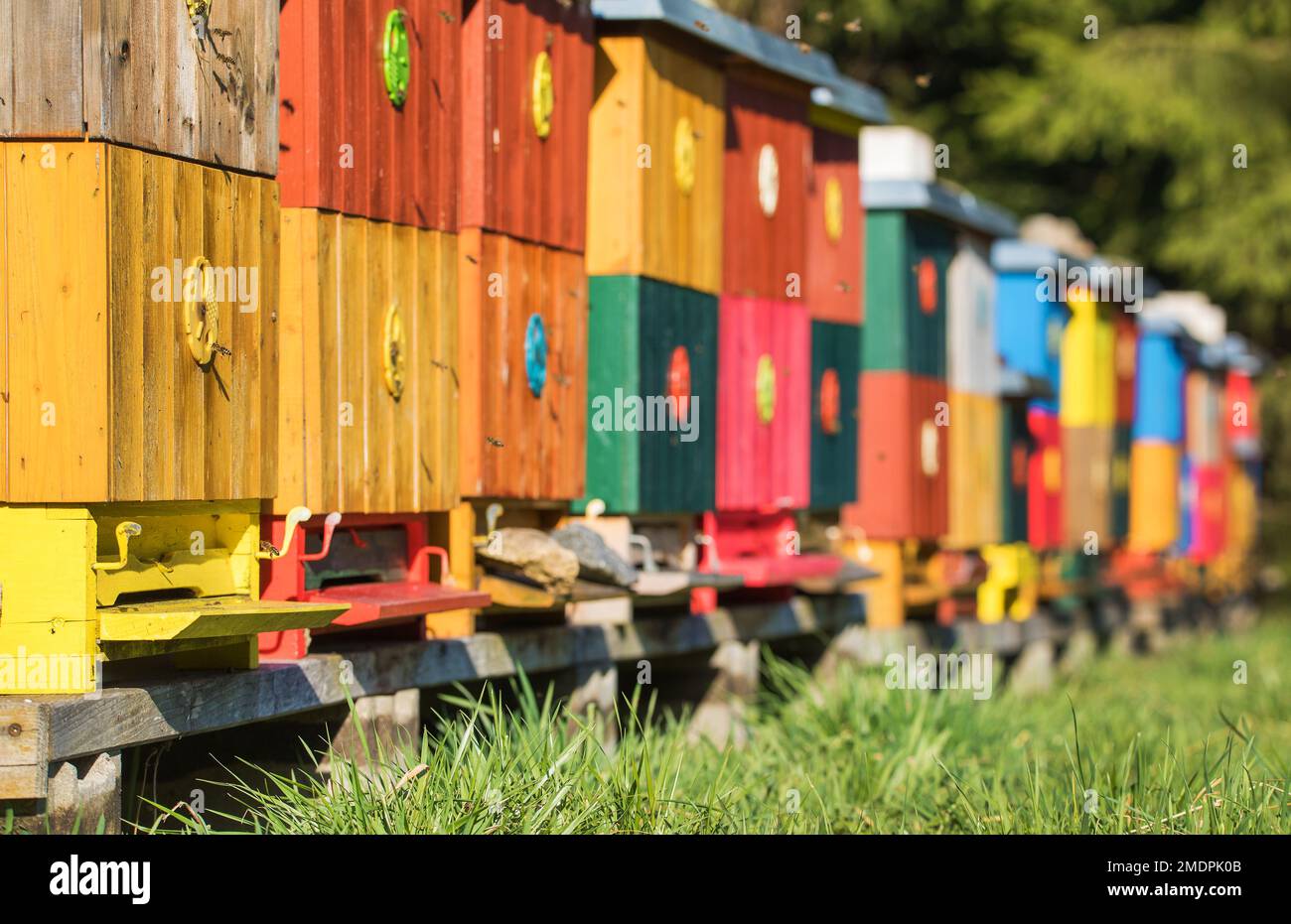 row of colourful wooden beehives or bee hives, honey production ...