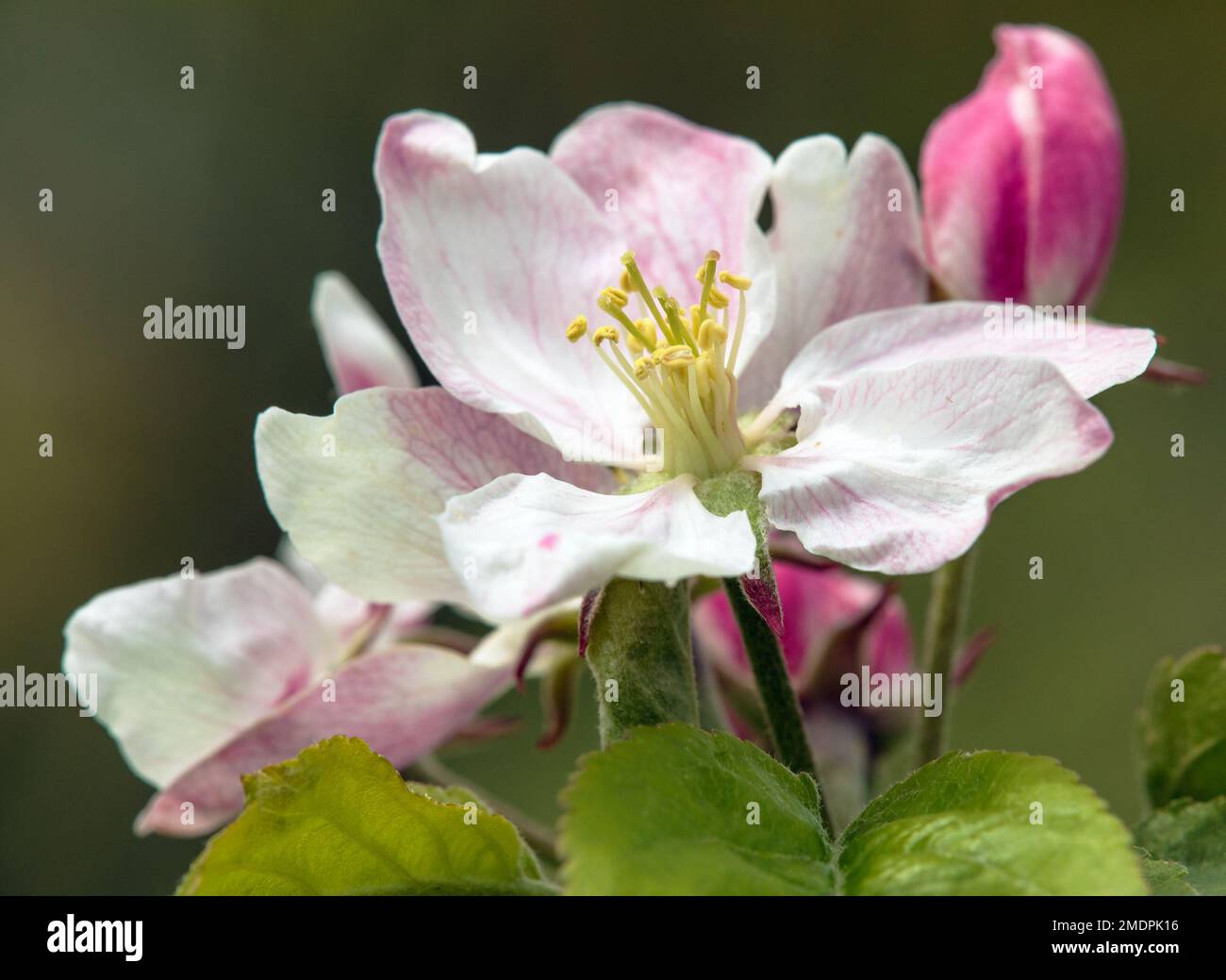 flower of apple tree in latin Malus Domestica flowering plant ...