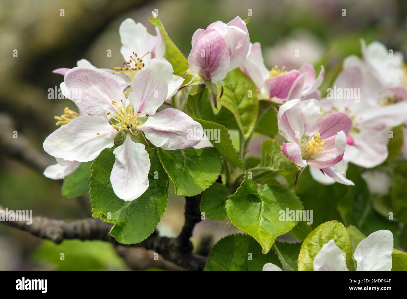 Flowers Of Apple Tree Picture at Susan Villanueva blog