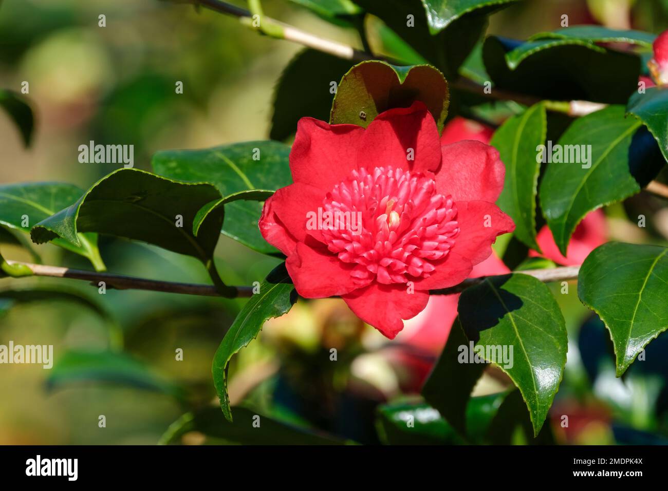Camellia japonica Bob's Tinsie, small, red anemone-form, bright red ...