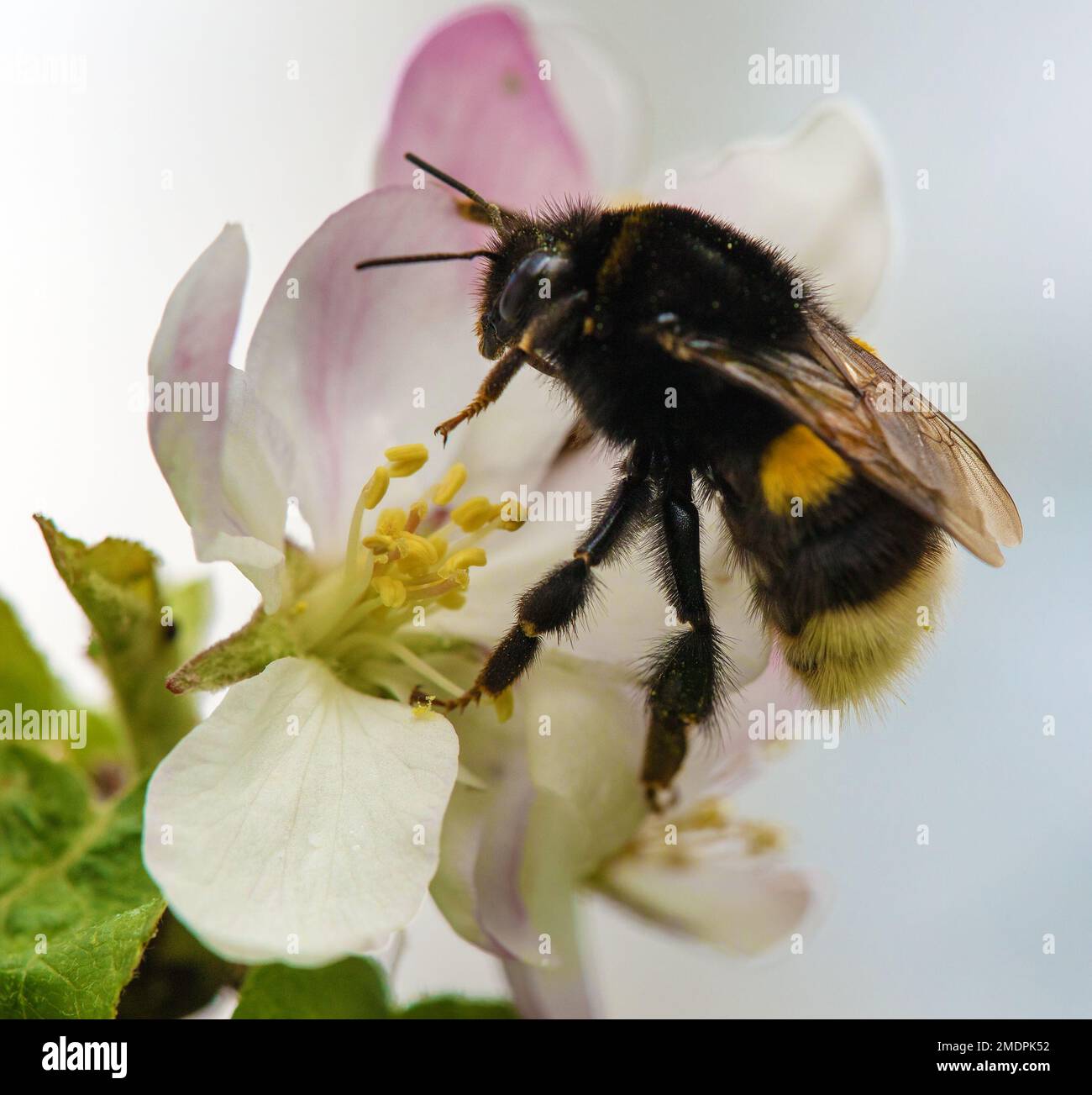 Bumblebee pollinating apple blossom hi-res stock photography and images ...