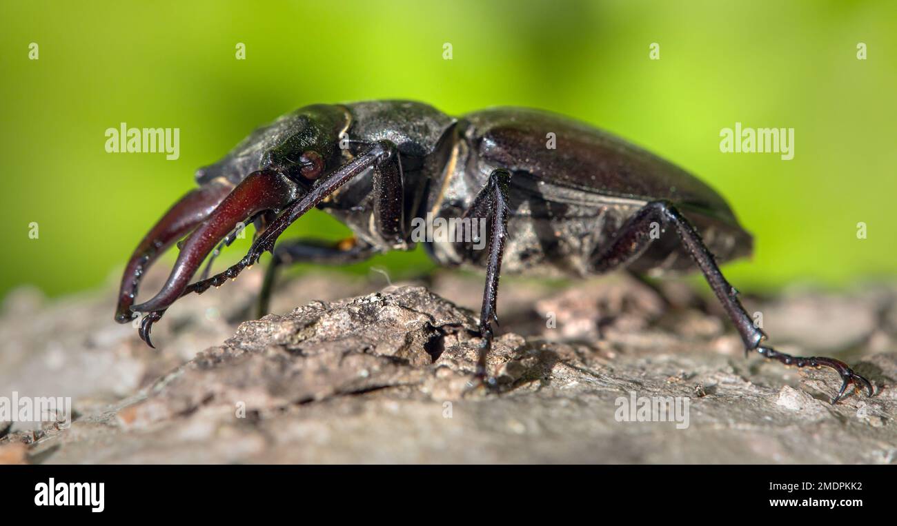Lucanus cervus, the European stag beetle on green background Stock ...