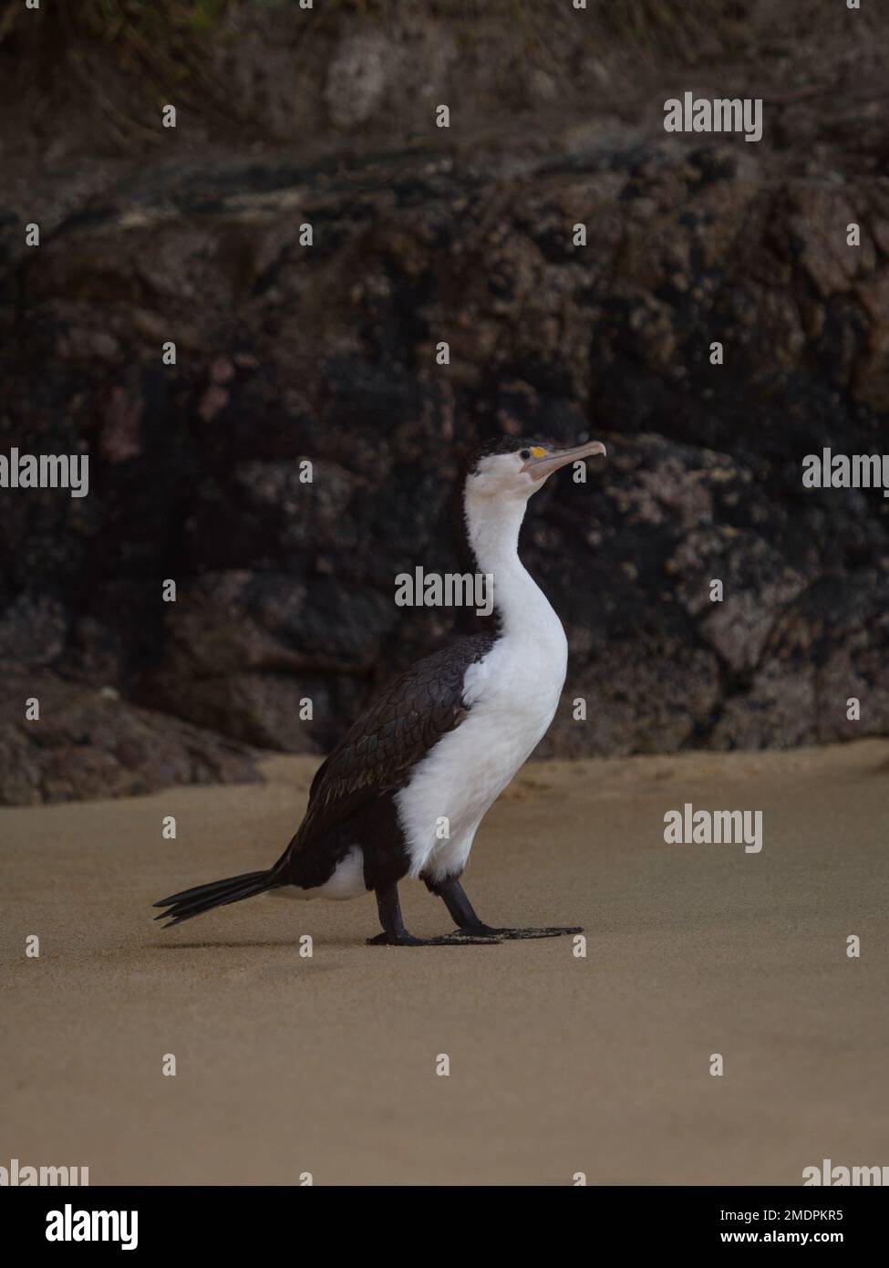 Black and white australian pied shag cormorant bird standing on sand ...