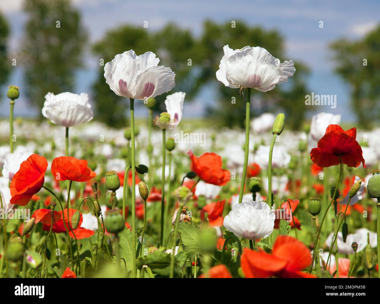 White flowering opium poppy field in Latin papaver somniferum, poppy ...
