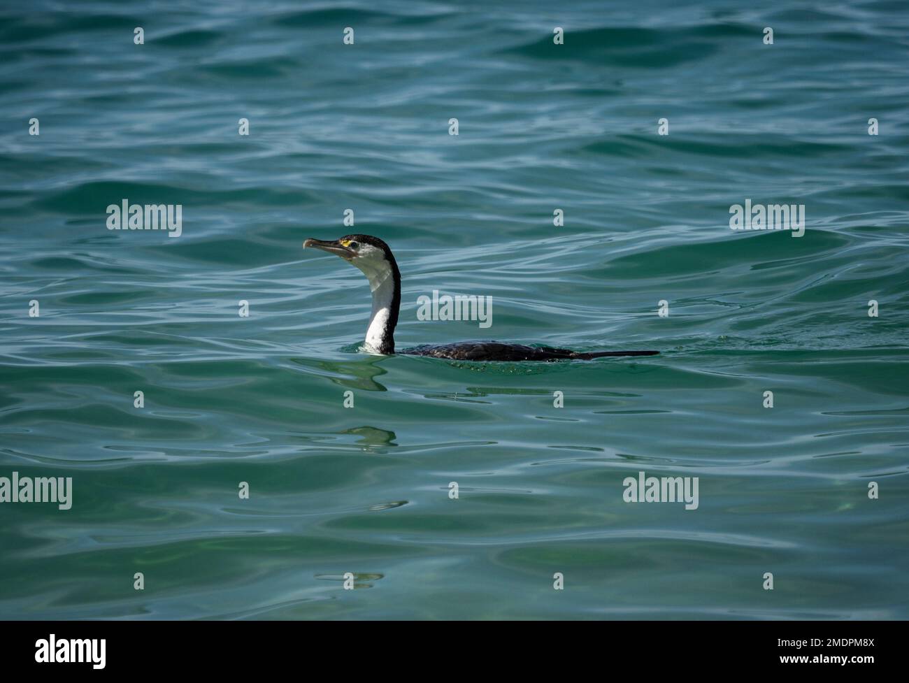 Black and white australian pied shag cormorant bird swimming in blue ...