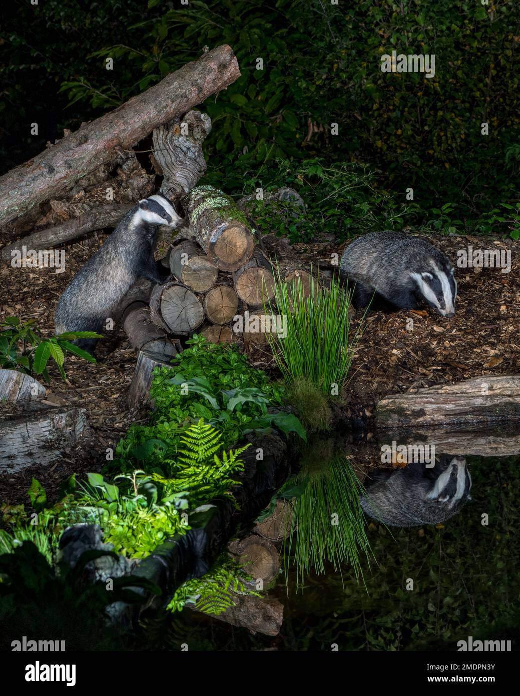 Meles meles badgers hi-res stock photography and images - Alamy