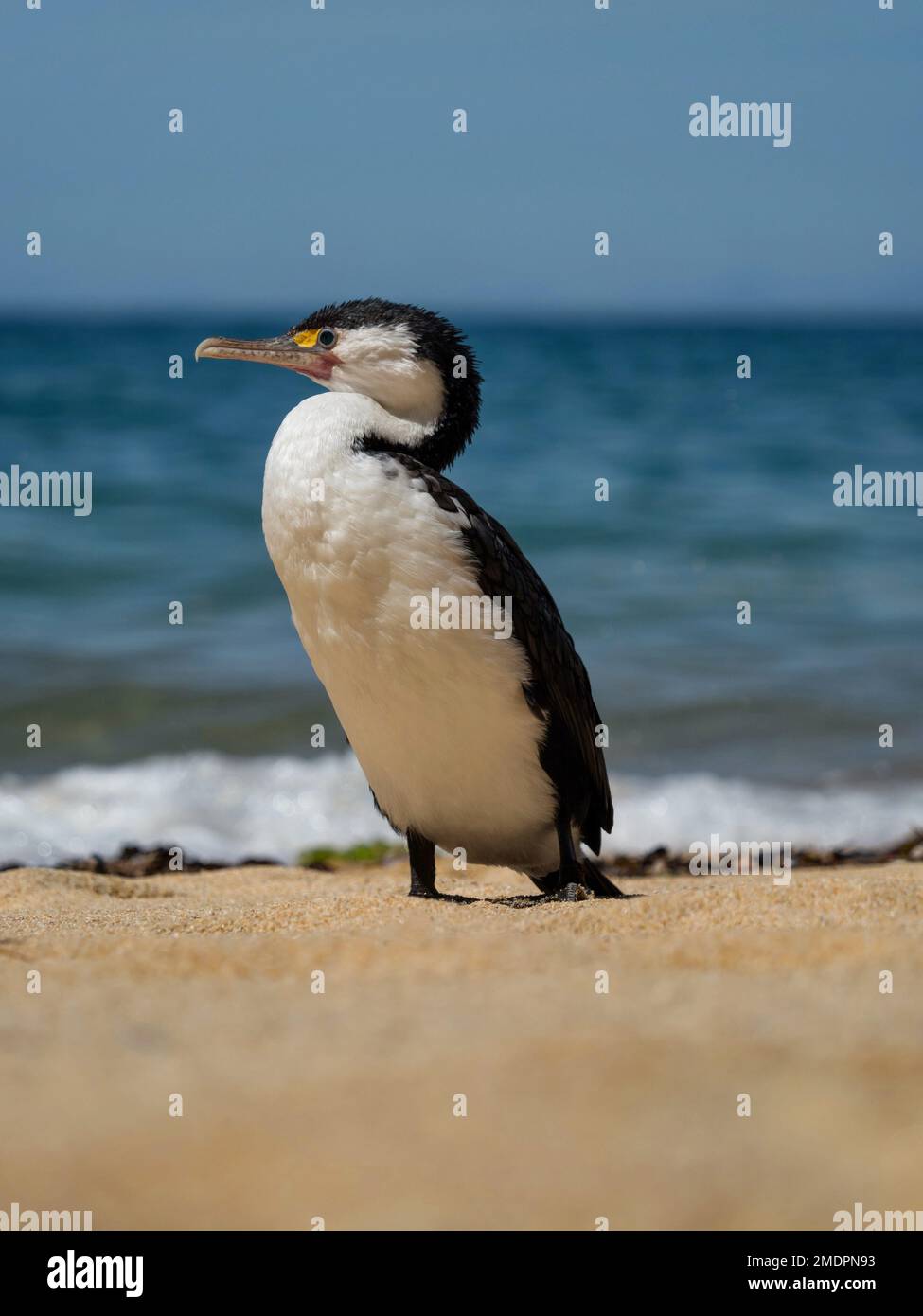 Black and white australian pied shag cormorant bird standing on sand ...