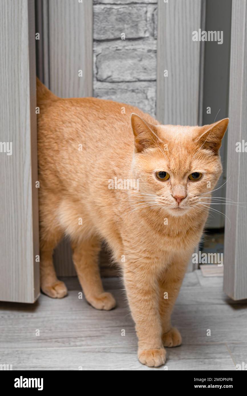 domestic cat leaves the room through the door. the cat leaves the room ...