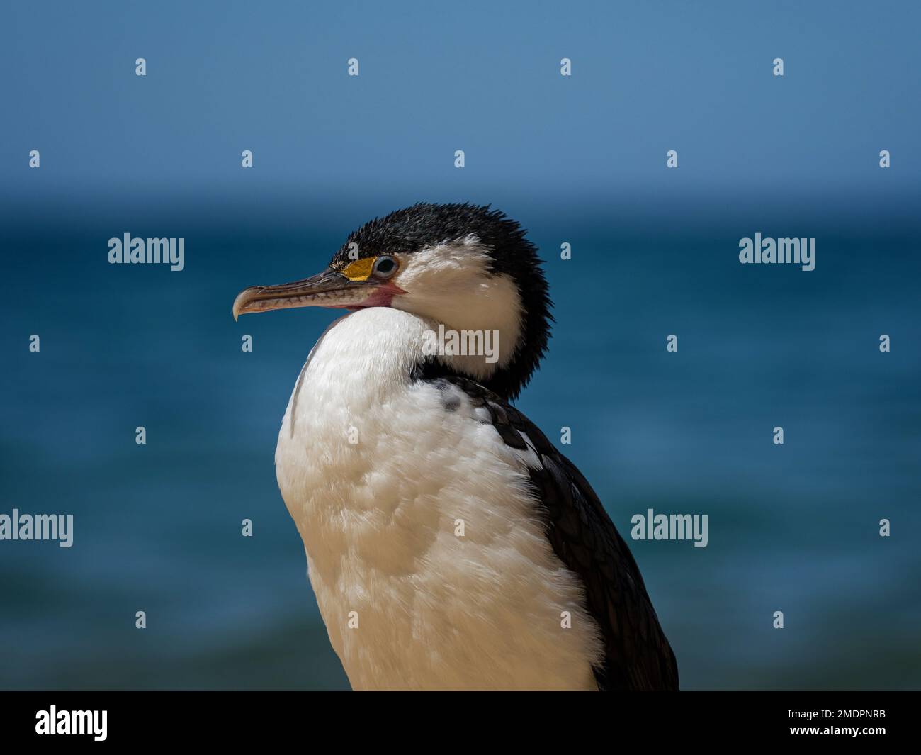 Close up side portrait of black and white australian pied shag ...