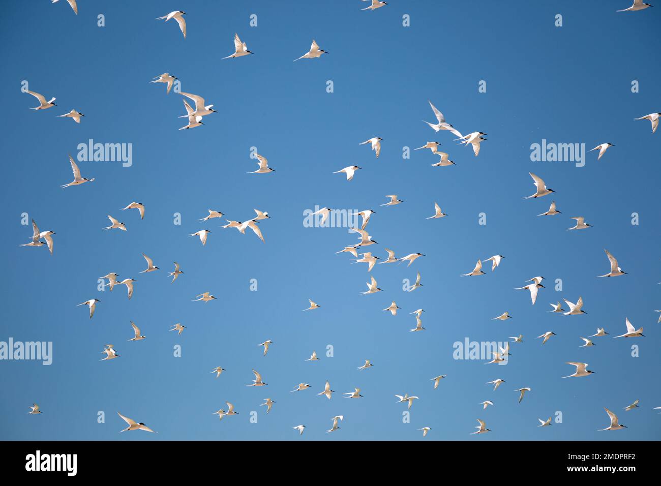 White birds fly on blue sky in Australia Stock Photo - Alamy