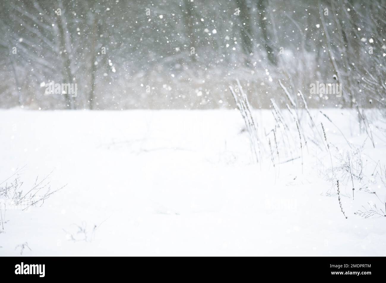 Blurred winter background with snow and tree branches Stock Photo - Alamy