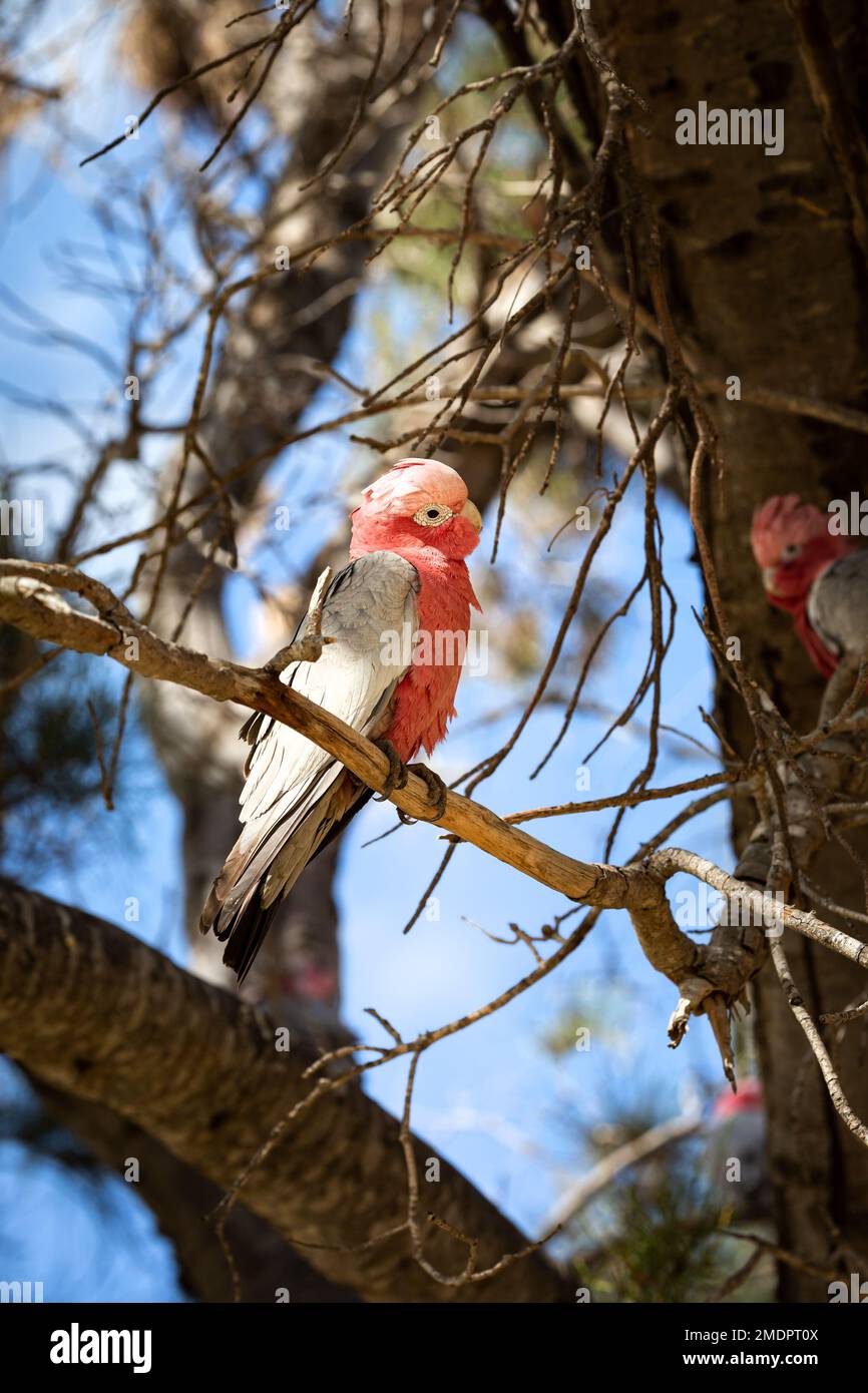 A Galah, a pink and grey cockatoo or rose-breasted cockatoo, sitting on ...