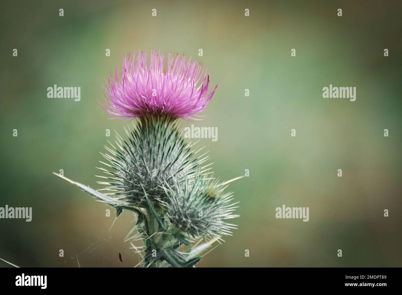 Close up of thistle flower during day Stock Photo - Alamy