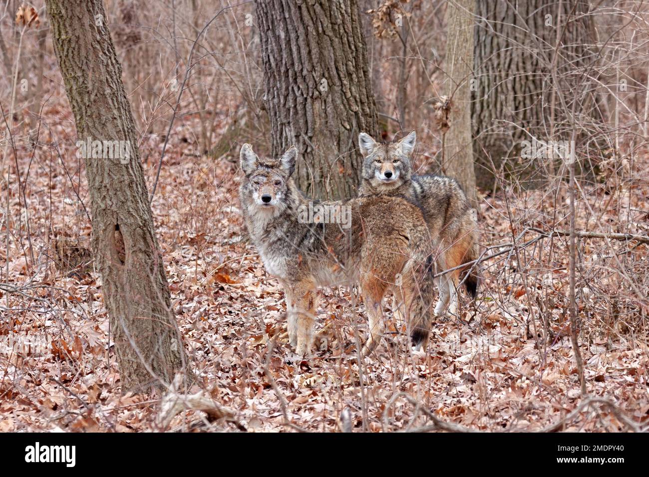 Two coyotes stand at attention nearly blending into the autumn colors ...