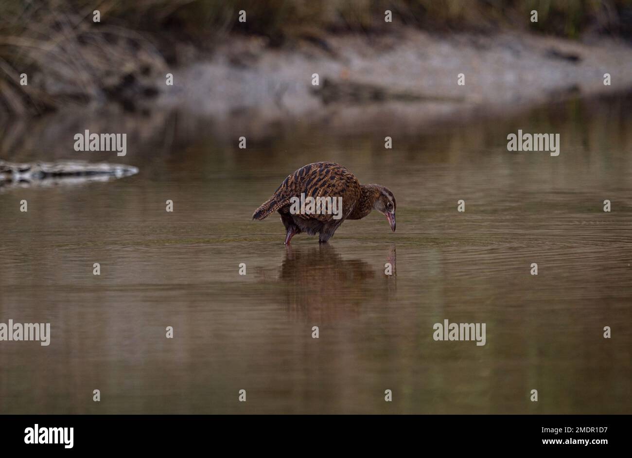 Brown weka maori hen woodhen foraging wading through river steam low ...