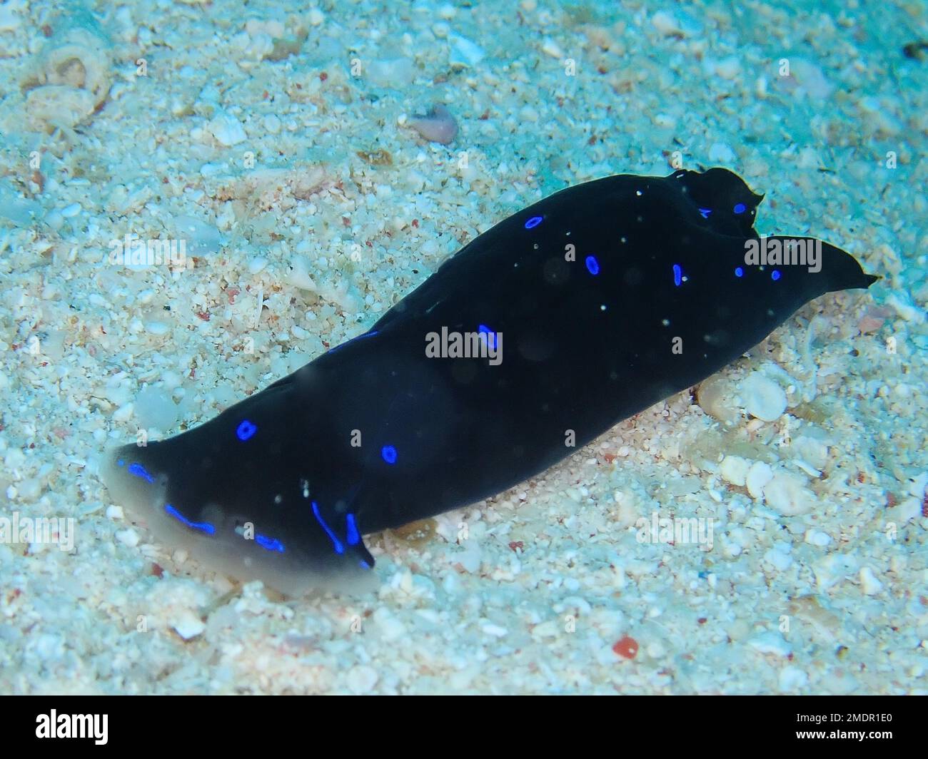 Blue dotted head slug (Chelidonura livida), House Reef dive site ...