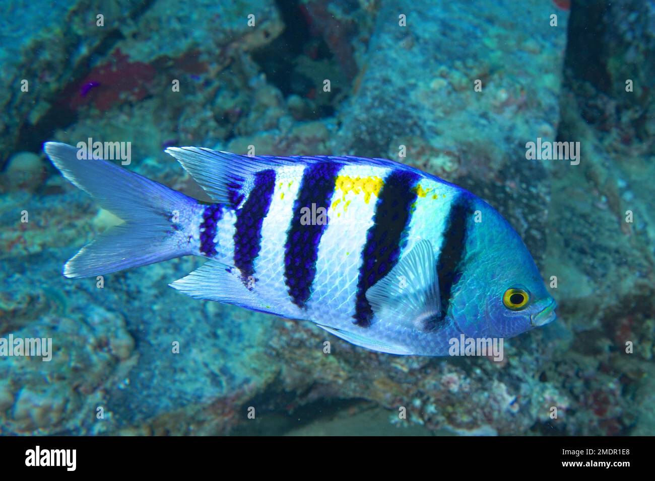 Indo-Pacific sergeant (Abudefduf vaigiensis), Thistlegorm wreck dive ...