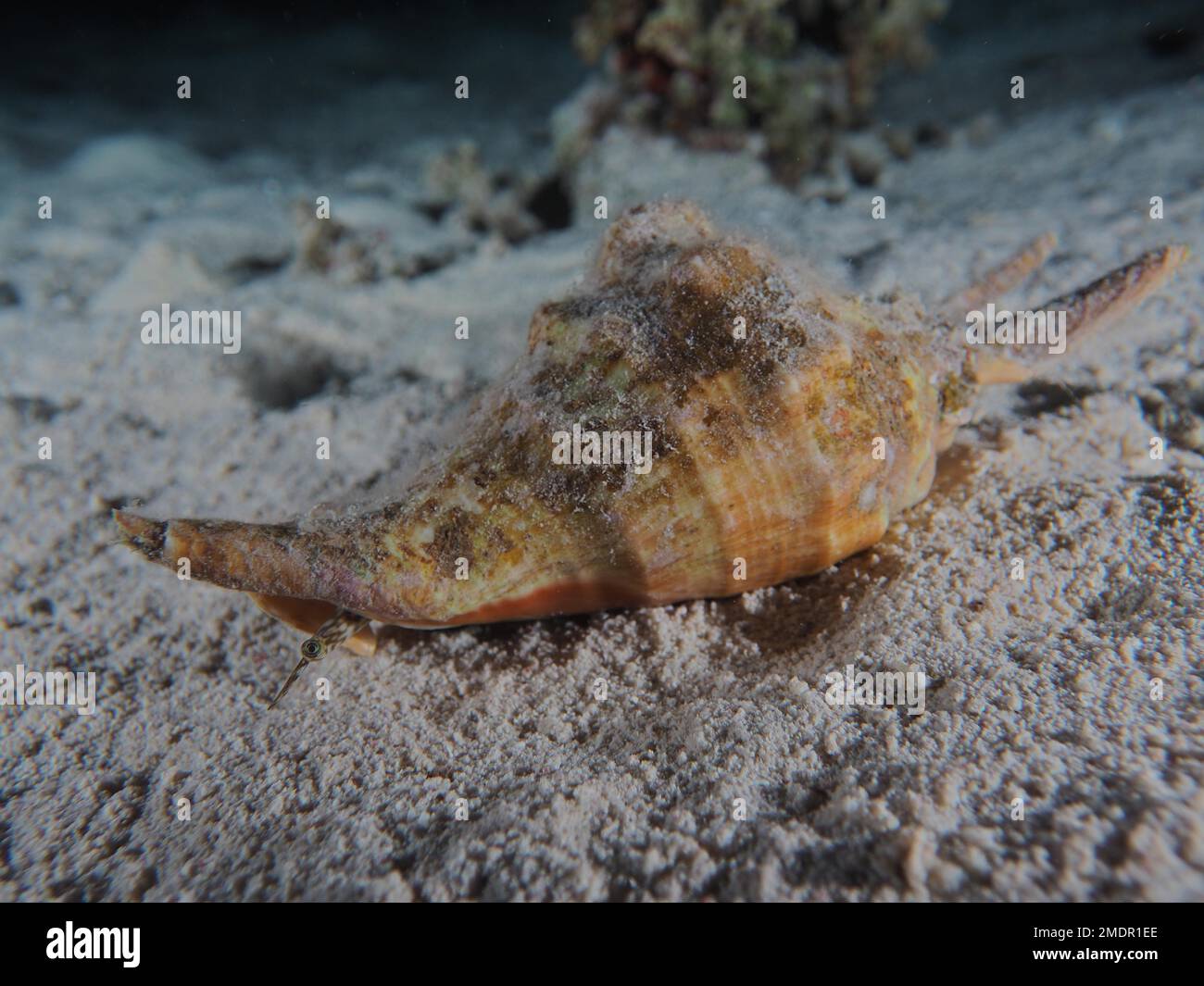 Lambis hi-res stock photography and images - Alamy