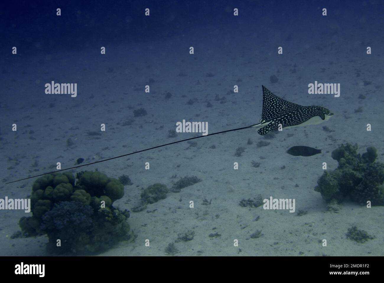 Spotted eagle ray (Aetobatus narinari), House reef dive site, Mangrove ...