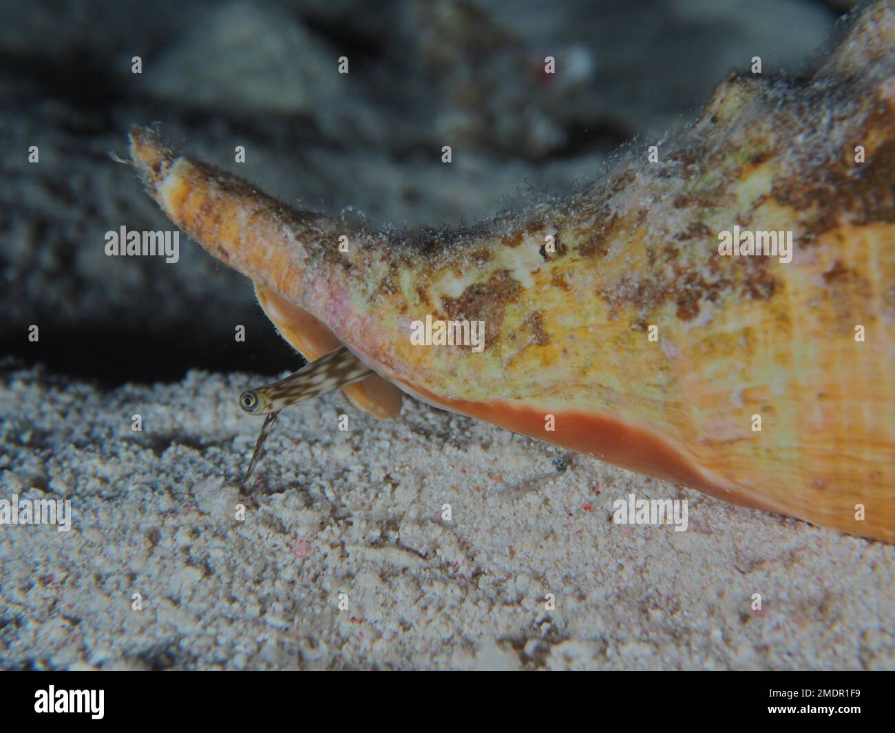 Close-up of spider conch (Lambis lambis), dive site Gola Abu Ramada ...