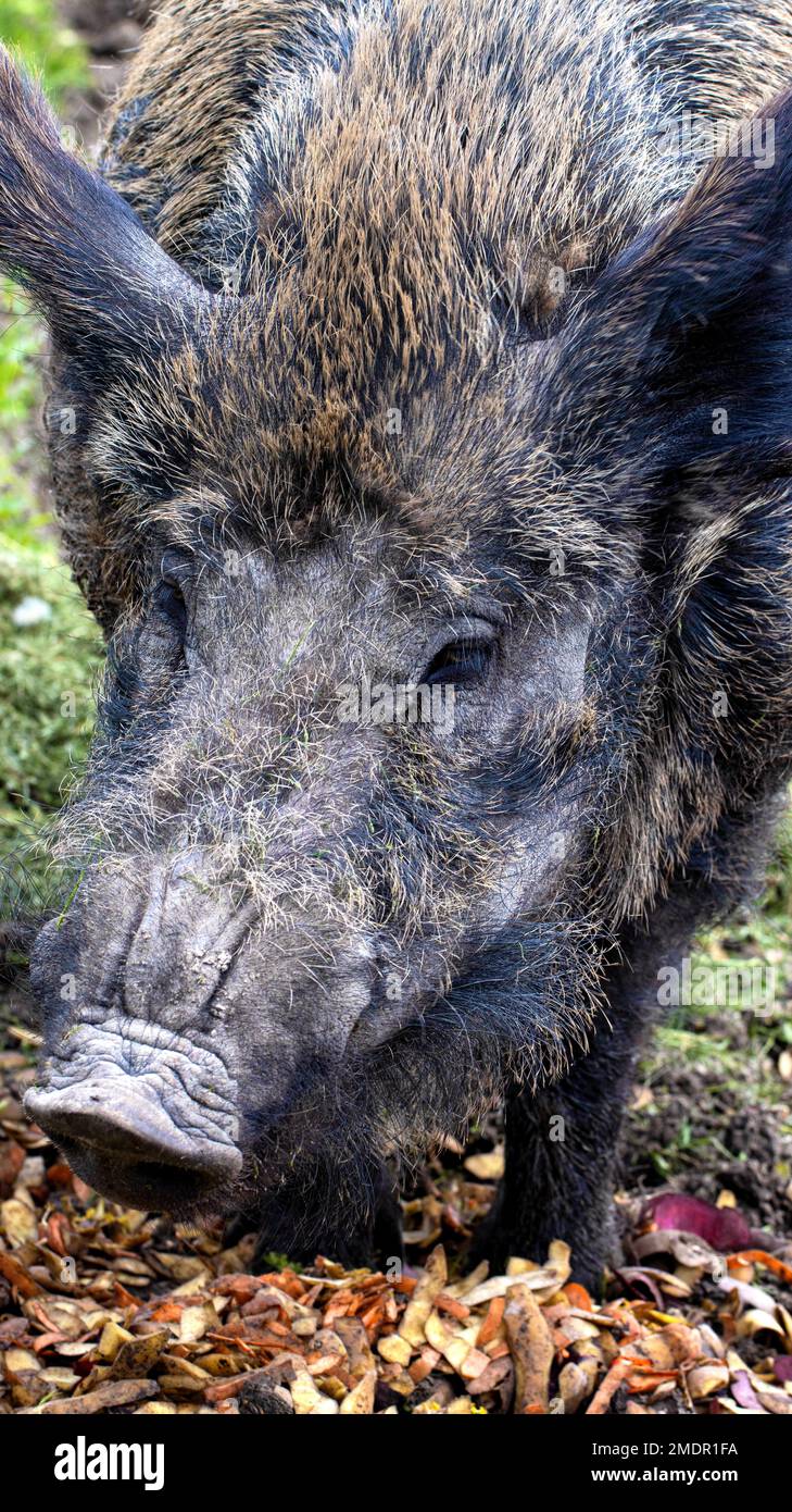 Large muzzle and head of a wild boar with a nickel. Hunting for wild ...