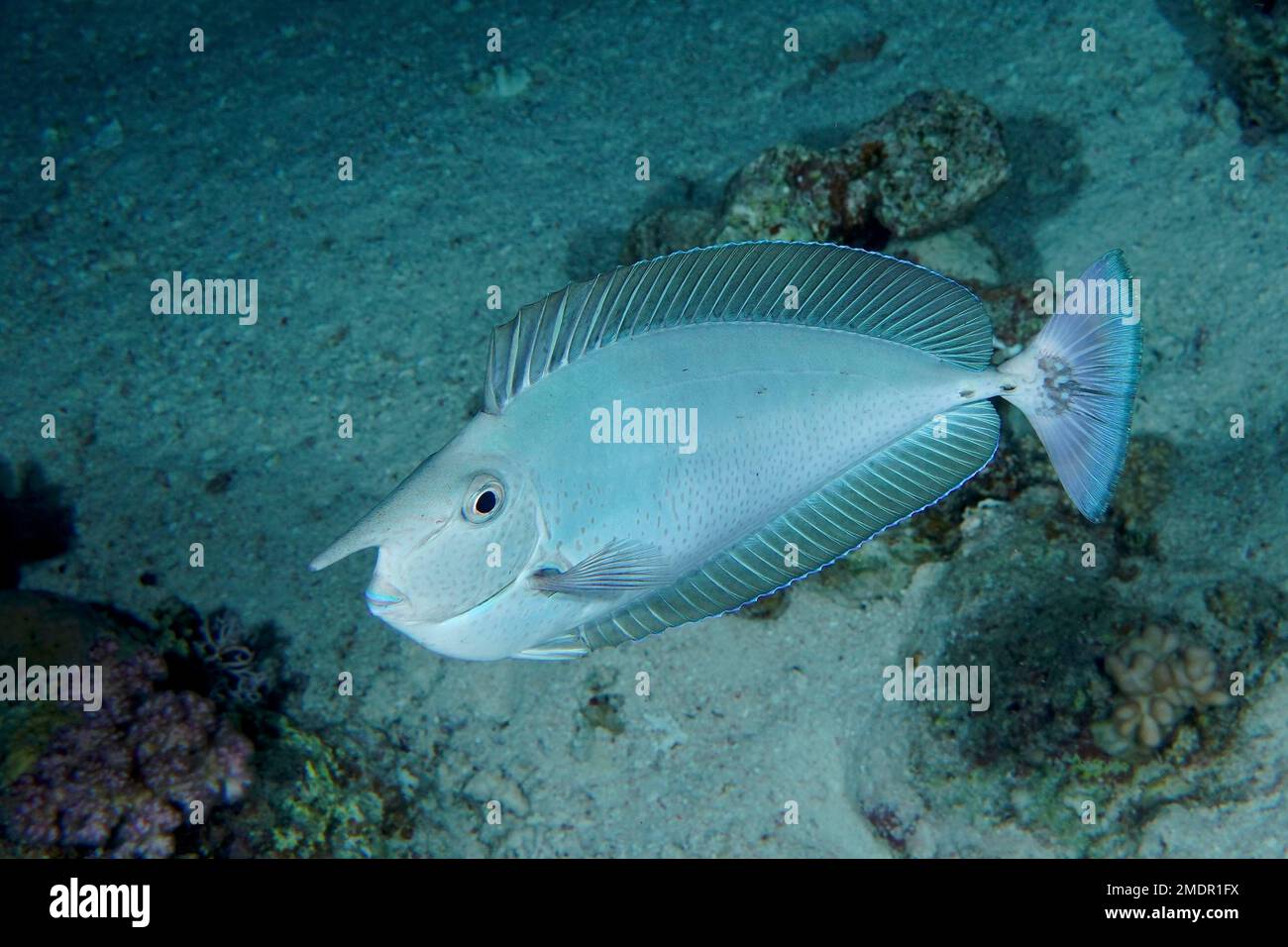 Short-nosed unicornfish (Naso brevirostris), St. Johns dive site, Red ...