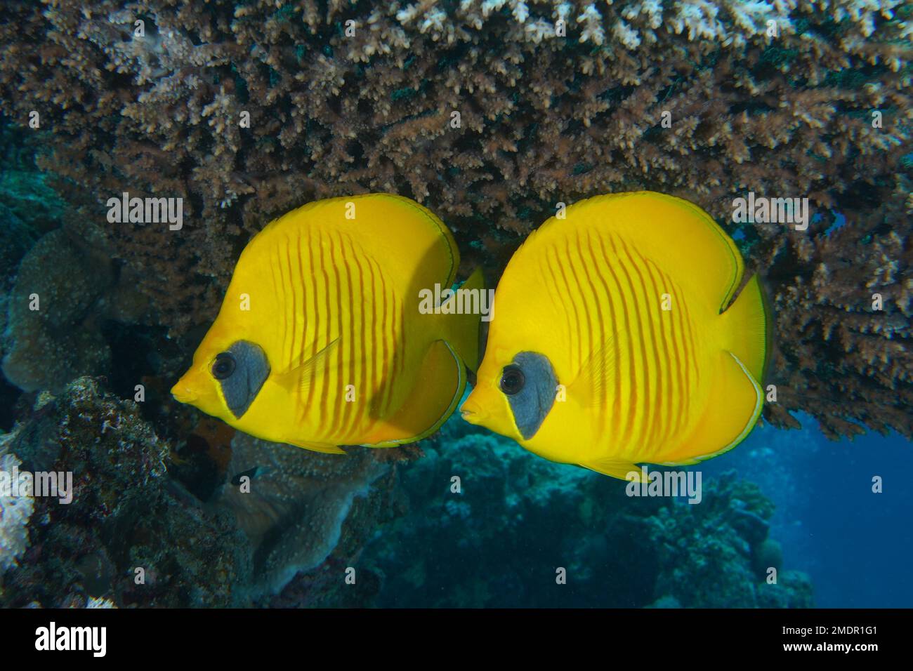 A pair of bluecheek butterflyfish (Chaetodon semilarvatus), dive site ...