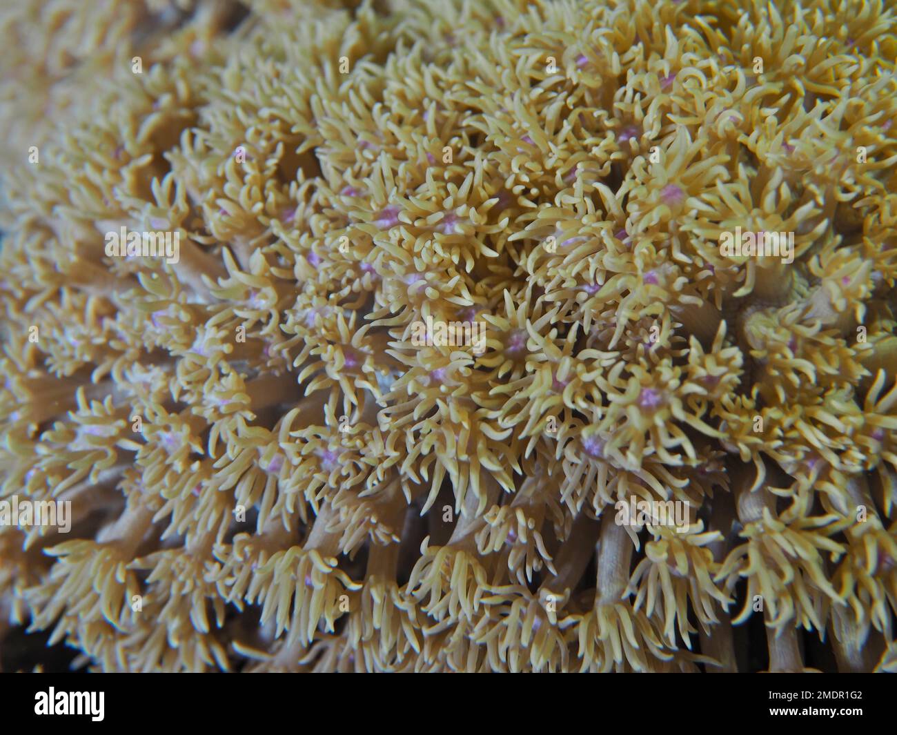 Marguerite coral (Alveopora), Elphinstone Reef dive site, Egypt, Red ...