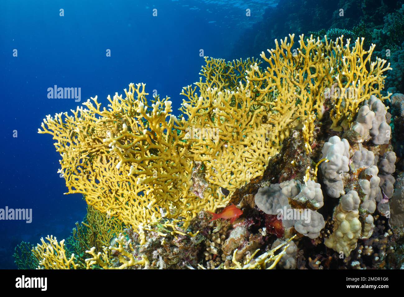Net fire coral (Millepora dichotoma), Panorama Reef dive site, Hurghada ...