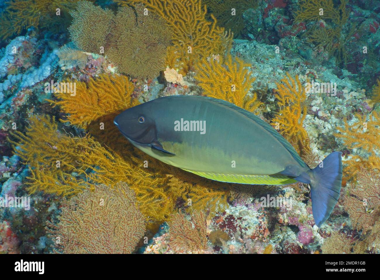 Naso Hexacanthus Sleek Unicornfish (Naso Hexacanthus) With Cleaning