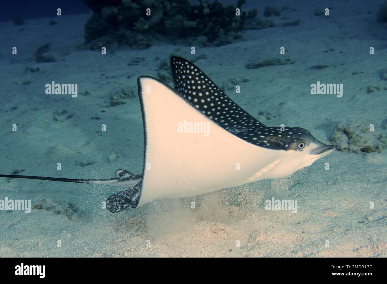 Spotted eagle ray (Aetobatus narinari), House reef dive site, Mangrove ...
