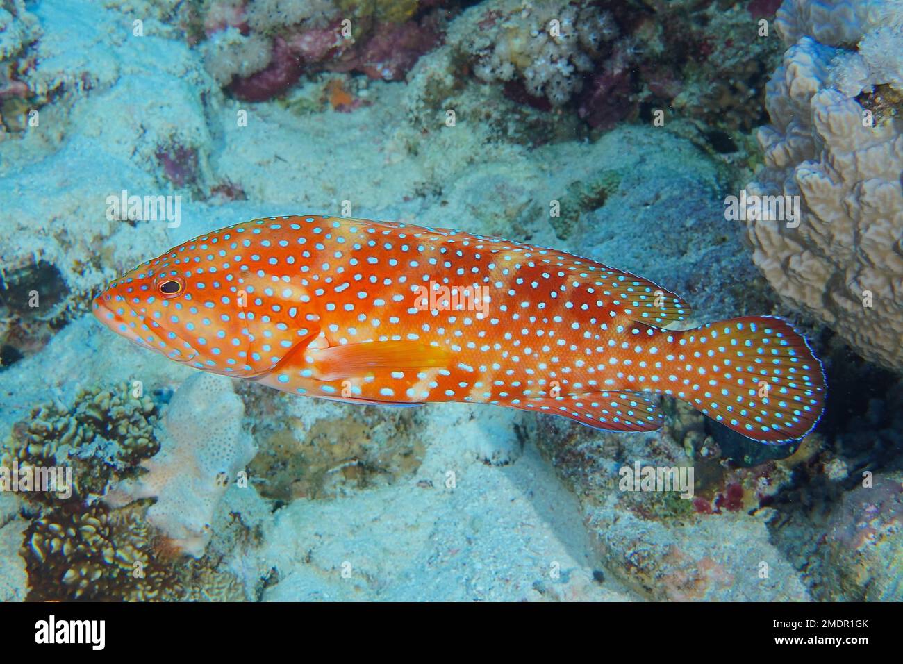 Jewel grouper (Cephalopholis oligosticta), Strait of Tiran dive site ...