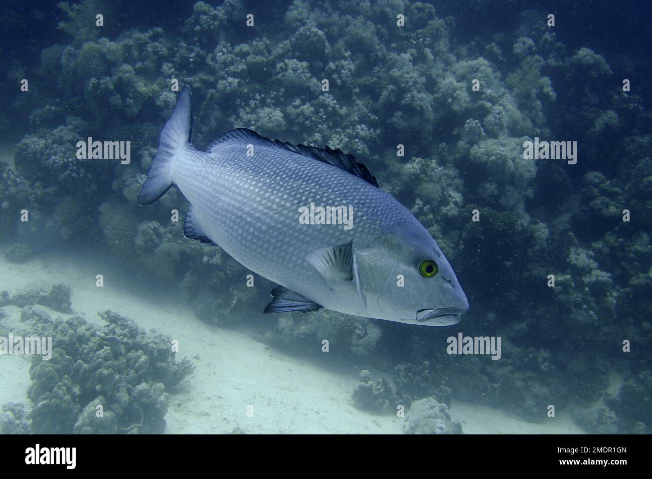 Two-spot red snapper (Lutjanus bohar), Dive Site House Reef, Mangrove ...