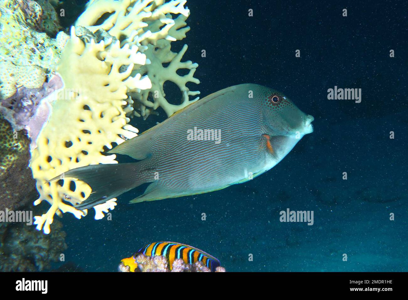 Striated surgeonfish (Ctenochaetus striatus), Gola Abu Ramada dive site ...