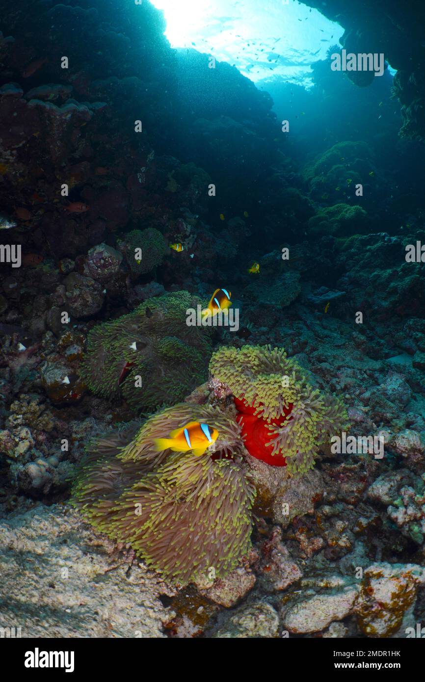 Magnificent sea anemone (Heteractis magnifica) and red sea clownfishes ...