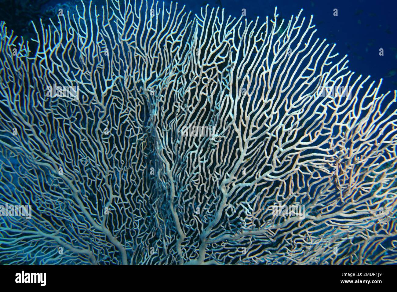 Close-up of giant sea fan (Annella mollis), Panorama Reef dive site ...